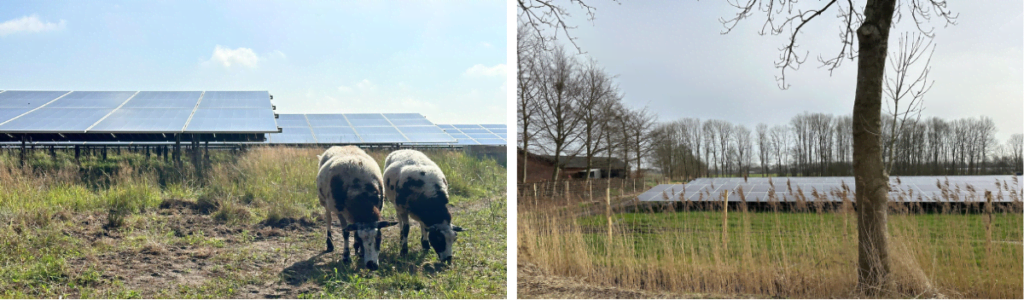 Zonneweide Hazelberg operationeel - Solisplan